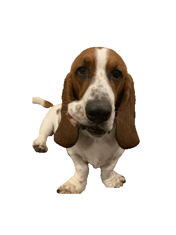 Basset Hound Animated Gif