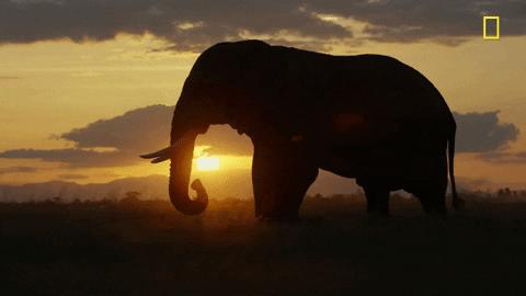 Hostile Planet: Grasslands by National Geographic TV | GIPHY