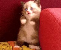 Horrified Cat Gif