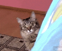 Dramatic Cat Gif