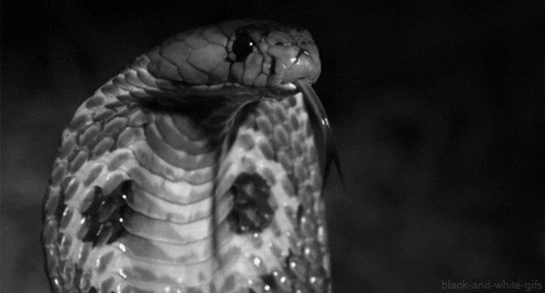 Spectacled Cobra GIFs Get The Best GIF On GIPHY