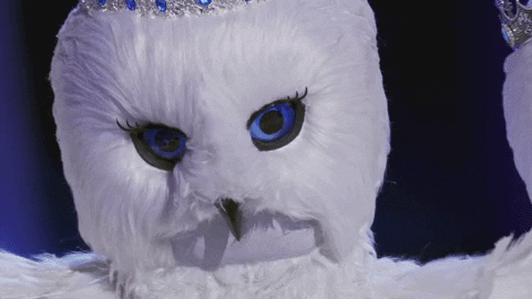 Snow Owls GIFs - Get the best GIF on GIPHY