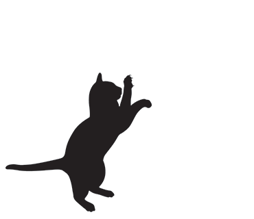 Dancing Cat Gif Transparent