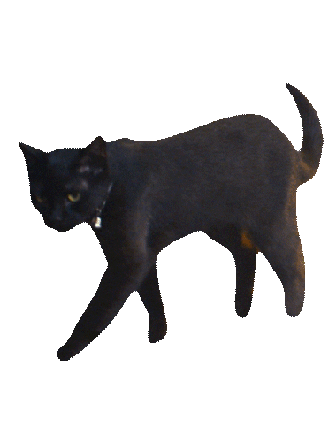 Black Cat Sticker by The Matrix for iOS & Android | GIPHY