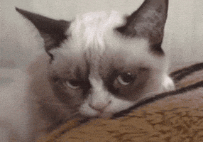 Grumpy Cat GIFs - Find & Share on GIPHY