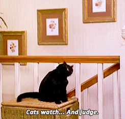 Cat Watching Tv Gif