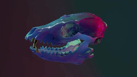 Loop Fox GIF - Find & Share on GIPHY