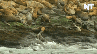 Best animal rescue GIFs - Primo GIF - Latest Animated GIFs