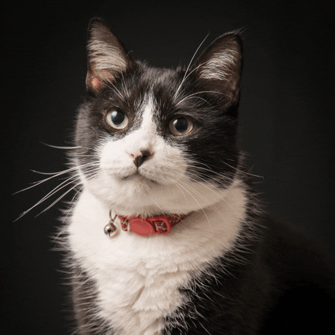 Shelter Pet Project GIFs on GIPHY - Be Animated
