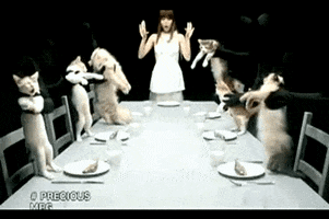 Funny Cat Dancing GIFs - Find & Share on GIPHY