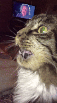 Cat Hissing Animated Gif