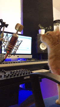 Dj Cat Gif