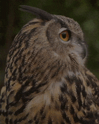 Owl Turning Head Gif