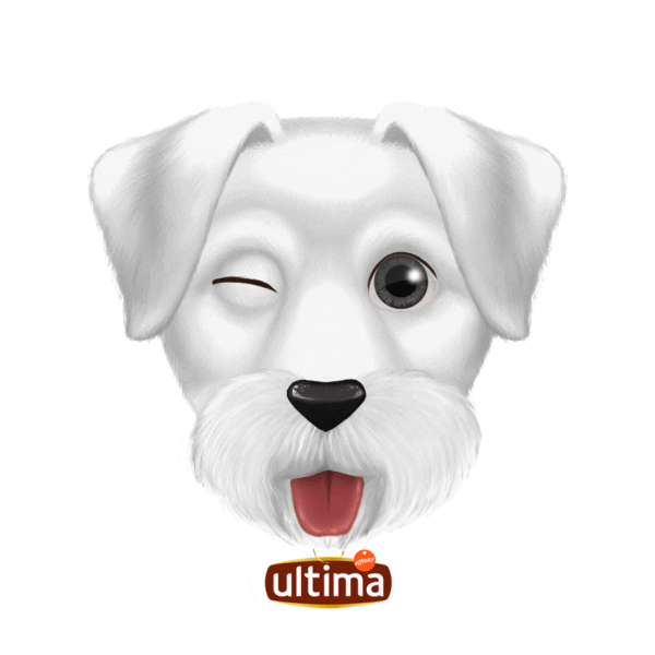 Perro GIFs on GIPHY - Be Animated