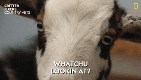 Whatchu Lookin At GIFs - Get the best GIF on GIPHY
