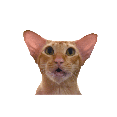 Cat Kot Sticker by Sztosy.co for iOS & Android | GIPHY