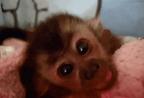 Sad Monkey GIFs - Find & Share on GIPHY