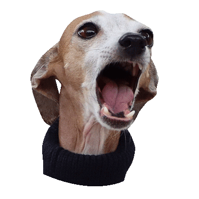 Talking Italian Greyhound Sticker by MISTER WOOF for iOS & Android | GIPHY