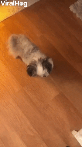 Hyper Animal Gif