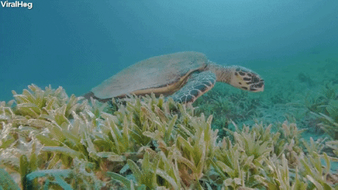 Sea Turtle Gif