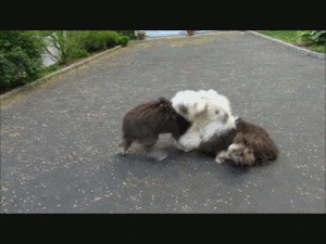 Old English Sheepdog GIFs - Get the best GIF on GIPHY