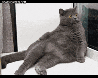 Oiia Cat GIFs - Find & Share on GIPHY