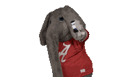 The University of Alabama GIFs on GIPHY - Be Animated
