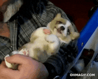 Yawning Puppy Gif