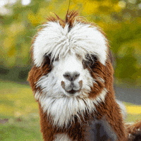 Alpaca Gif