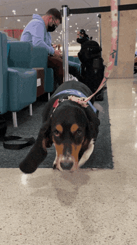 Basset Hound Geanimeerde Gif Hound GIFs | Tenor