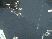 Sperm Whale Explodes Gif