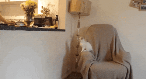 Impawsible GIFs - Get the best GIF on GIPHY