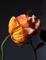 Burning Rose GIFs - Find & Share on GIPHY