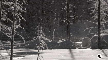 Pbs Nature Snow GIF by Nature on PBS - Find & Share on GIPHY