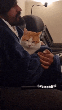 Frustrated Cat Gif