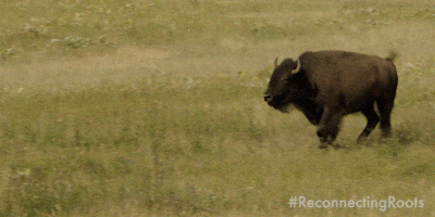 Buffalo Stampede GIFs - Get the best GIF on GIPHY