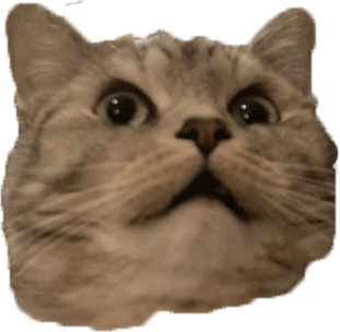 Angry Cat GIF - Find & Share on GIPHY