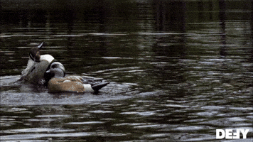 Duck GIFs - Get the best GIF on GIPHY