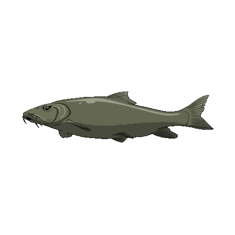 Jolly Fishing GIFs on GIPHY - Be Animated