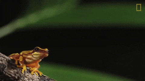Leaping Frog Gif
