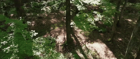 Fallingintheforest GIFs - Find & Share on GIPHY