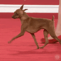 Prancing Dog Gif