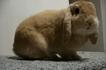 Chewing Bunny Rabbit GIFs - Find & Share on GIPHY