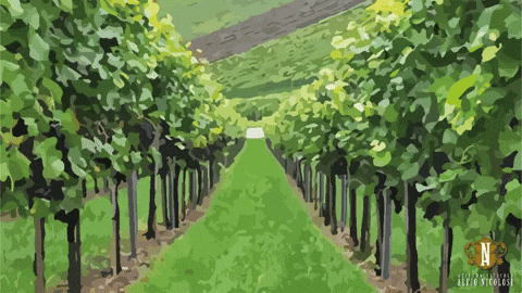 Vineyard GIFs - Get the best GIF on GIPHY