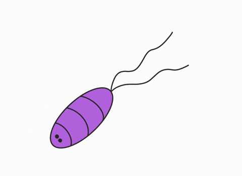 Bacteria Microbe GIF - Find & Share on GIPHY