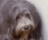 Embarrassed Puppy Gif