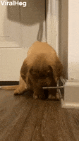 Playful-puppy-fascinated-by-doorstop GIFs - Get the best GIF on GIPHY