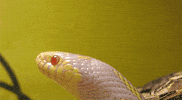 Animated Snake GIFs - Find & Share on GIPHY