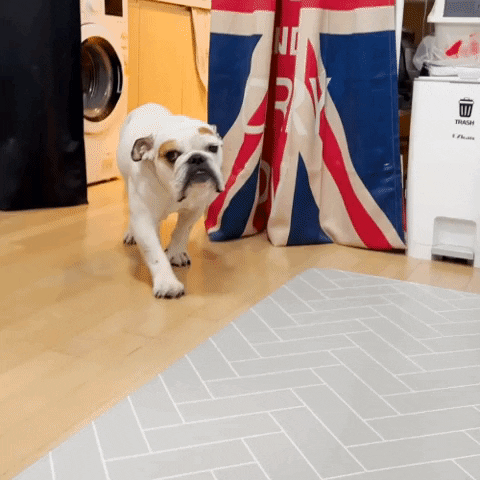 Happy English Bulldog GIF - Find & Share on GIPHY