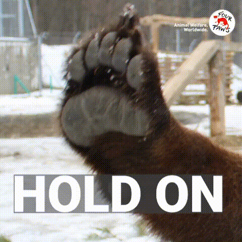 Hold-paw GIFs - Get the best GIF on GIPHY